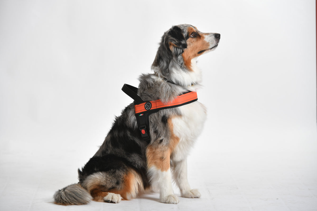 All Products – In Vogue Pets