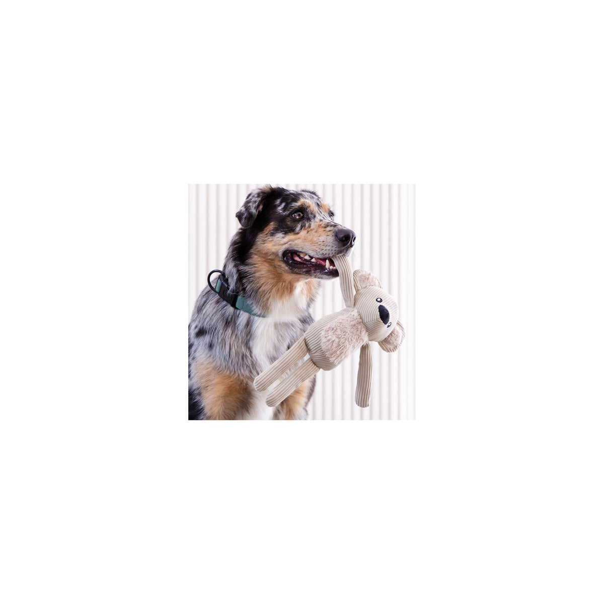 FuzzYard Life Dog Toys – In Vogue Pets