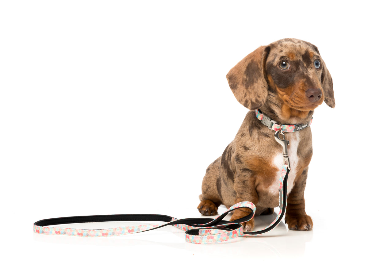 Walking – In Vogue Pets