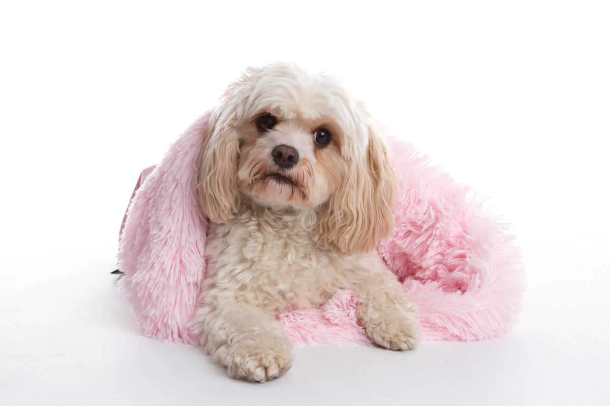 Snuggle Pod Beds – In Vogue Pets