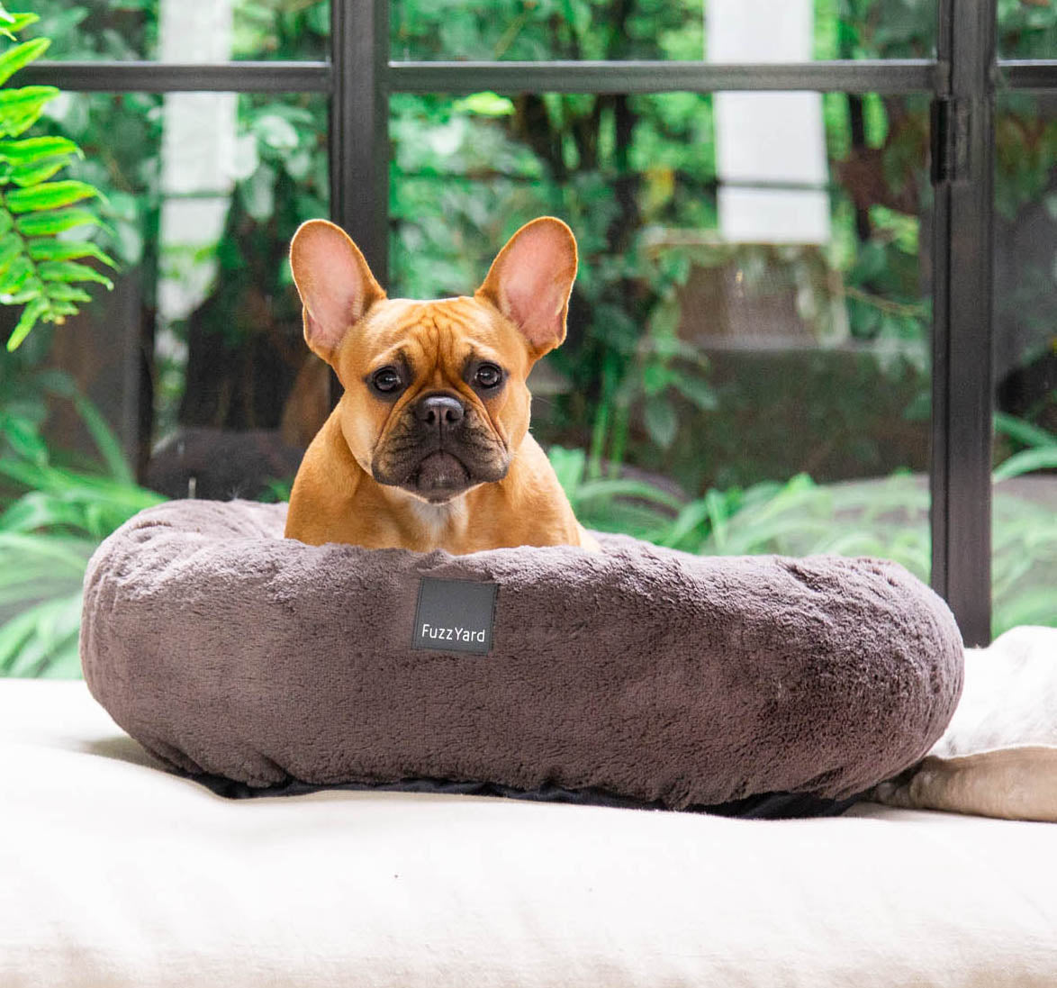 In Vogue Pets | Home - Exciting pet products from around the world