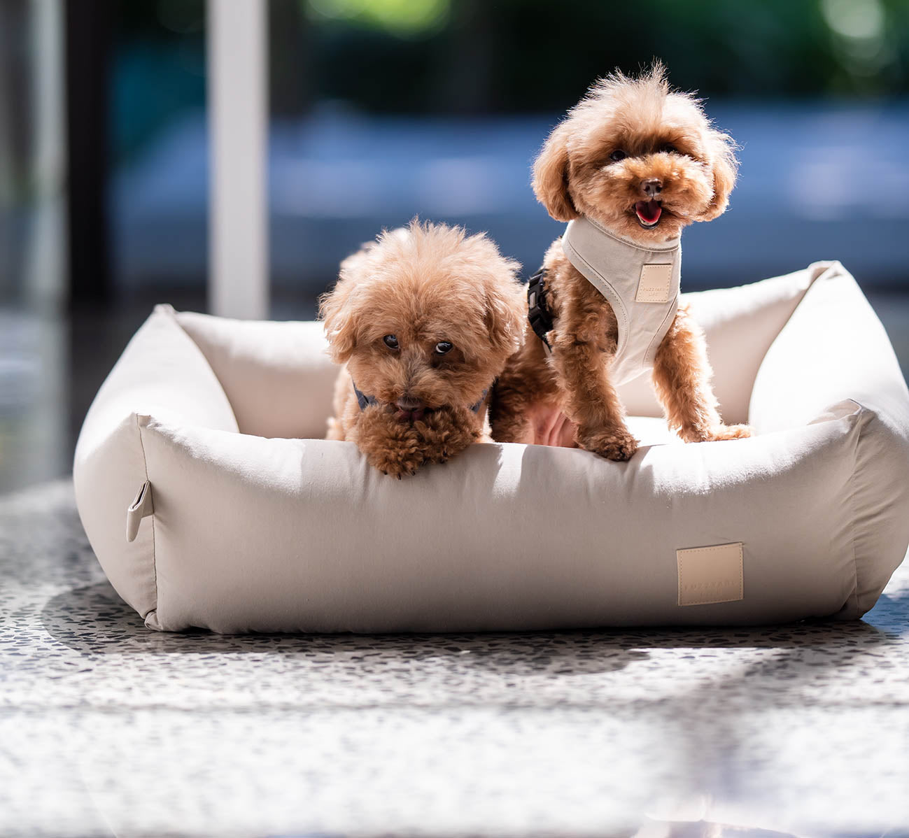 In Vogue Pets | Home - Exciting pet products from around the world