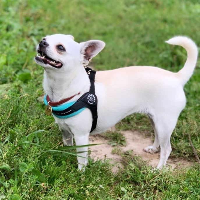 Easy Fit Tre Ponti harnesses for smaller dogs – In Vogue Pets