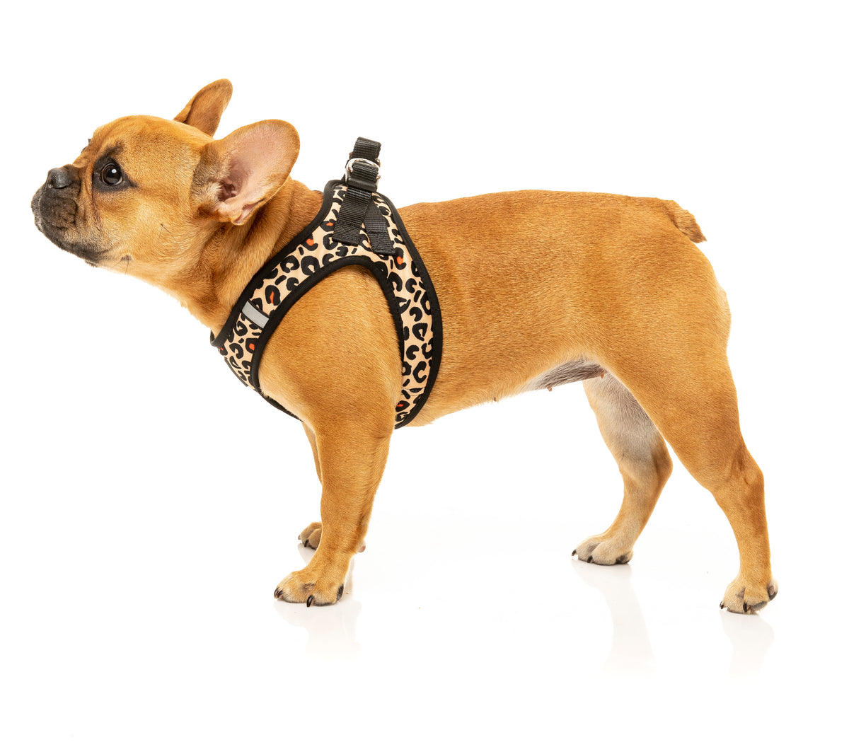 In Vogue| FuzzYard UK Beds, Collars, Harnesses, Leads – In Vogue Pets