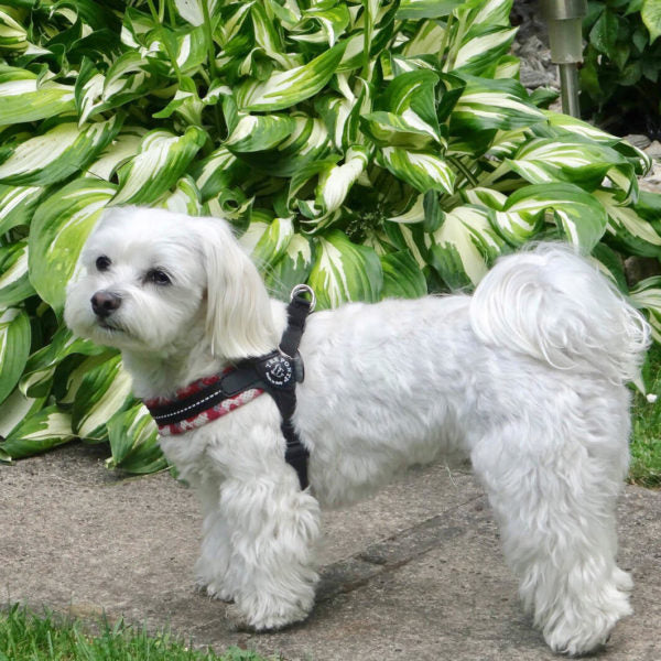 Easy Fit Tre Ponti harnesses for smaller dogs – In Vogue Pets